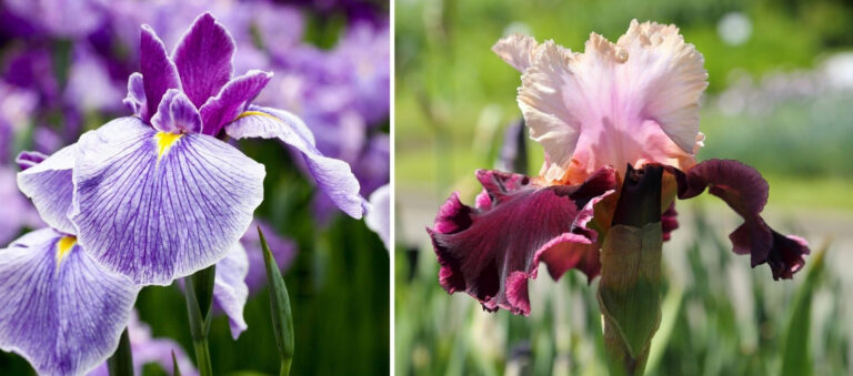 L'iris : Guide complet [Culture du jardin, signification...]