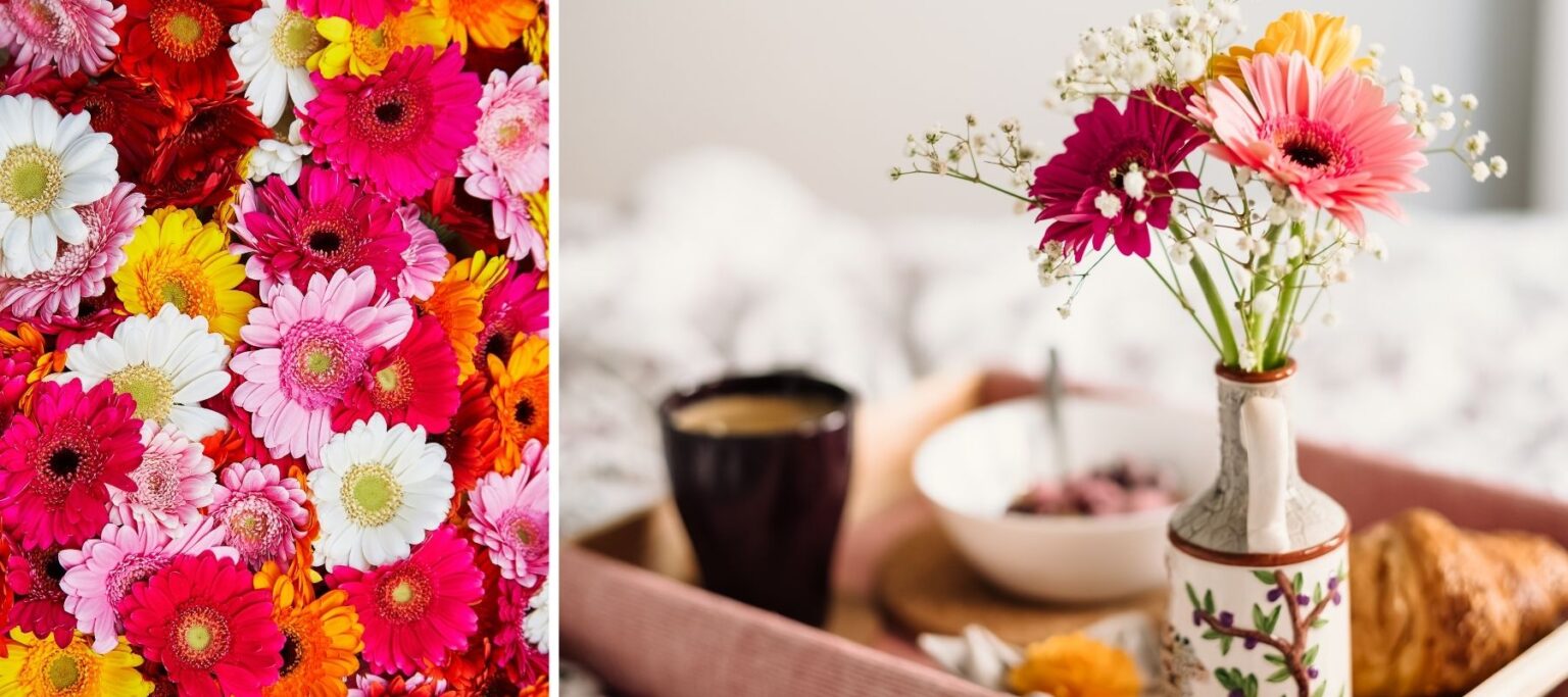 Everything You Need to Know About Gerbera! [Meaning, Planting, Care]