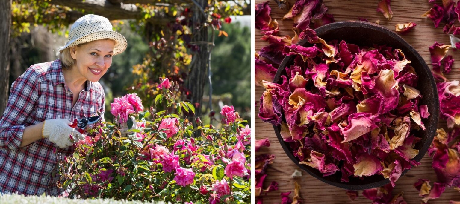 How to Dry Rose Petals and What to Do with Them?